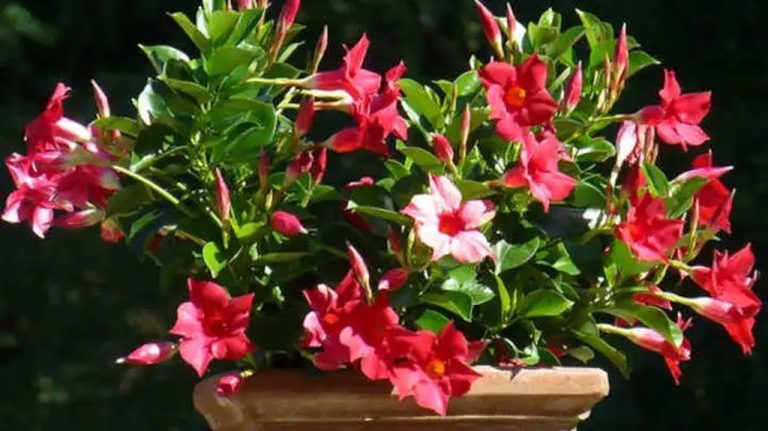 Are Dipladenia Perennials
