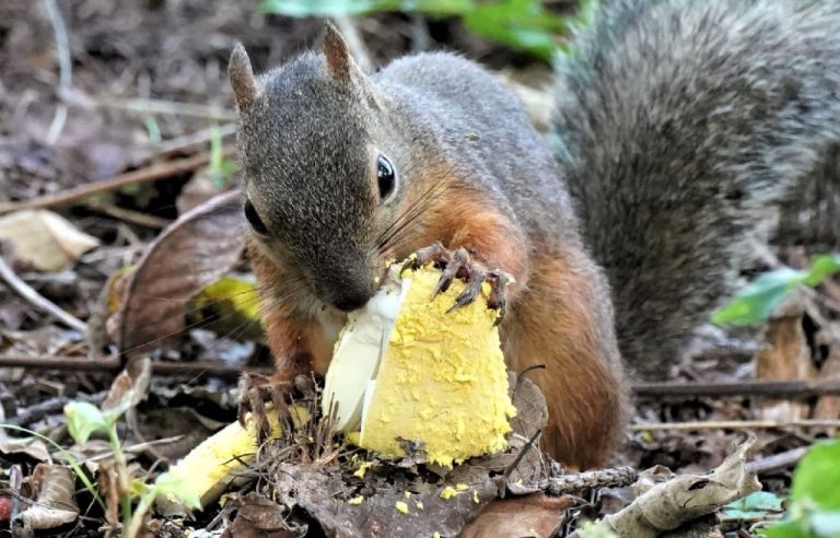 Squirrel Poison: How Do I Get Rid of Squirrels Permanently- Day Nursery