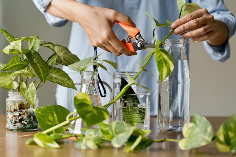 How to Take Plant Cuttings: The Complete Guide - Day Nursery